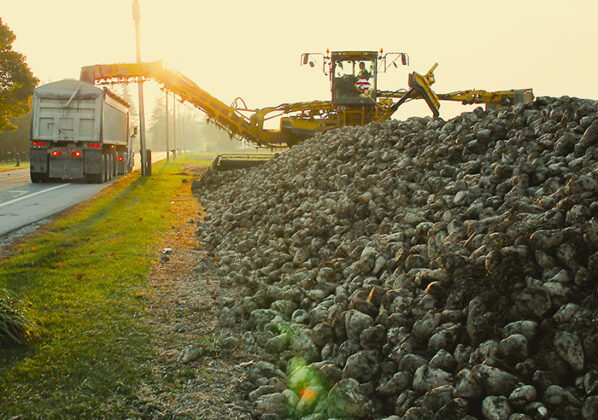 The beet goes on | The Chatham Voice